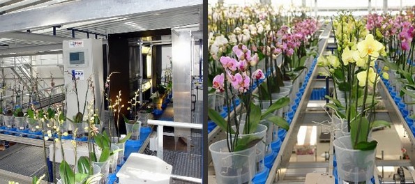 Grading and Sorting | AdeptAg Grading and Sorting Solutions